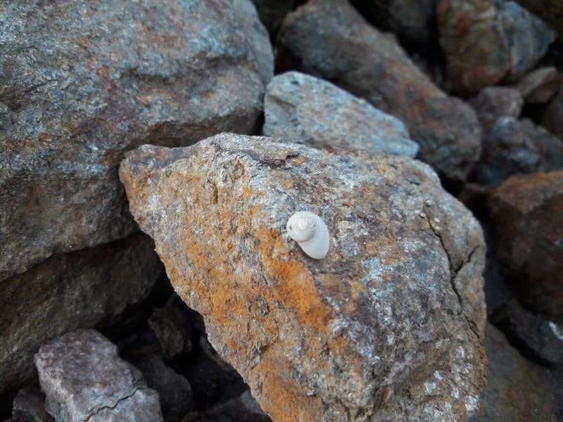 Stone shell stock photo. Image of shell, water, stone - 107916152