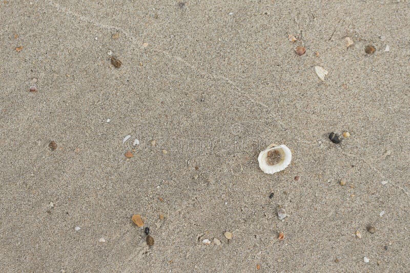 Stone,Shells in the Sand on the Beach in the Summer Stock Photo - Image ...