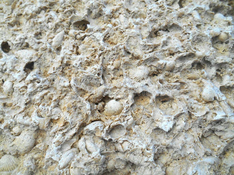 Sea shells wall stock image. Image of life, shell, multiple - 42616545