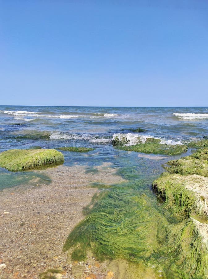 Stone Shore on the Sea with Algae Stock Image - Image of flora, plant ...