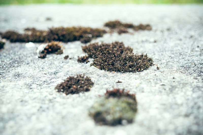 Stone slabs weed stock image. Image of pathway, natural - 53297285