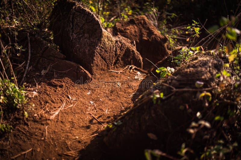 Soil Path and Bamboo Tree in Forest Stock Photo - Image of mountains ...