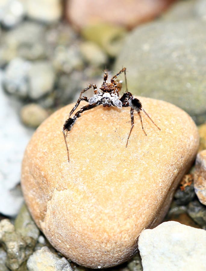 Stone spider stock image. Image of nature, stone, danger - 21038277