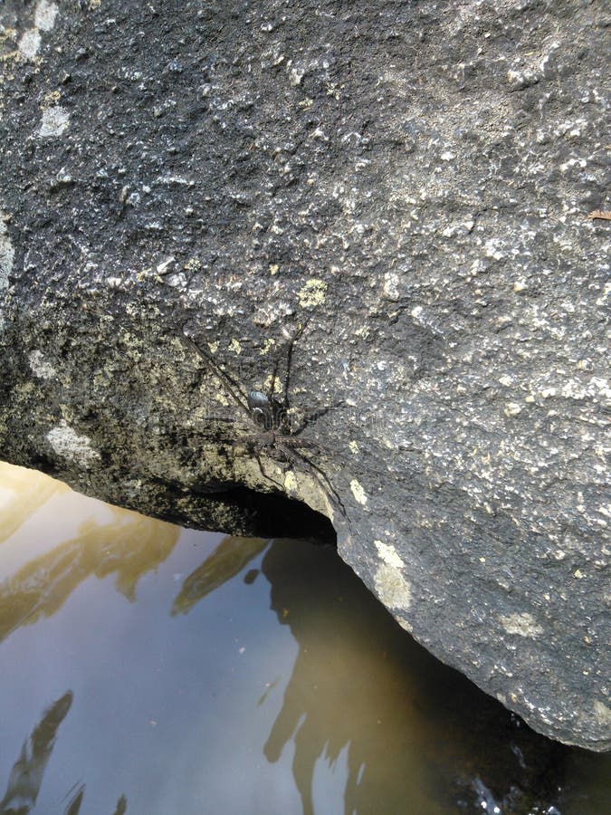 Stone Spider stock image. Image of discovered, animal - 76135255