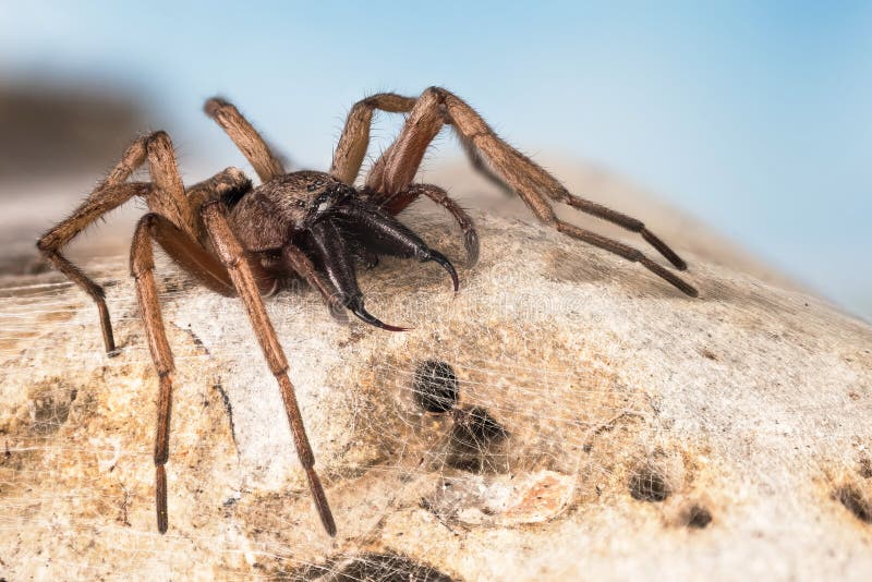 Stone spider stock image. Image of nature, stone, danger - 21038277