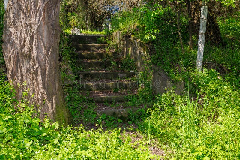 Stone Staircase in Lush Green Forest Pathway Under Shaded Trees Stock ...