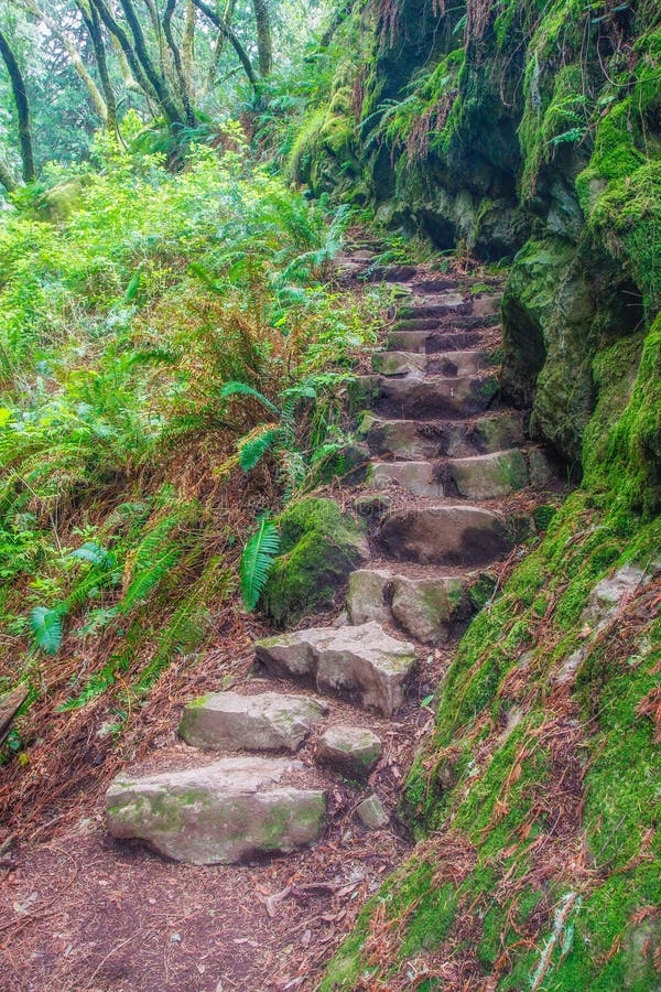 Stone stairs stock image. Image of stream, steep, marin - 25021899