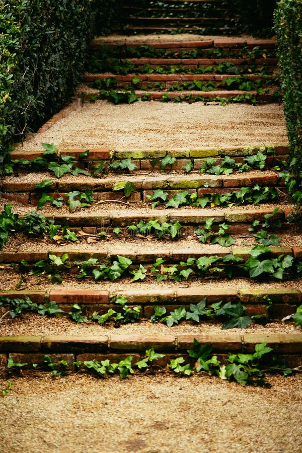 Stone Stairs with Climbing Plants on the Steps Stock Photo - Image of ...