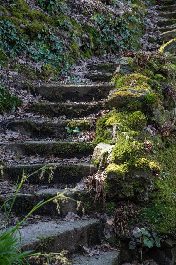 Stone Stairs Covered with Moss Stock Image - Image of camouflage ...