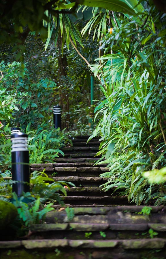 Stone stairs in the forest stock photo. Image of outdoor - 16047838