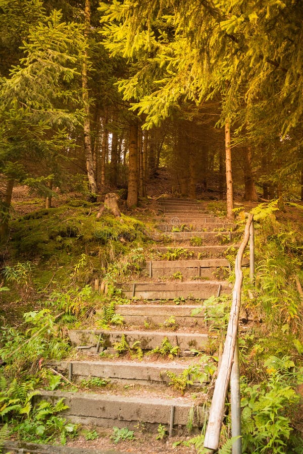 Stone stairs in the forest stock image. Image of exploration - 60134103