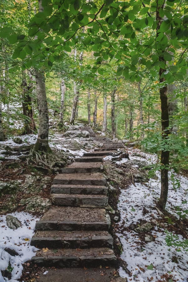 Stone Stairs in the Forest High in the Mountains Stock Photo - Image of ...