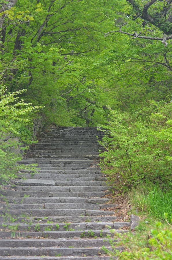 Stone Stairs in a Forest Path, Surrounded by Trees Stock Image - Image ...