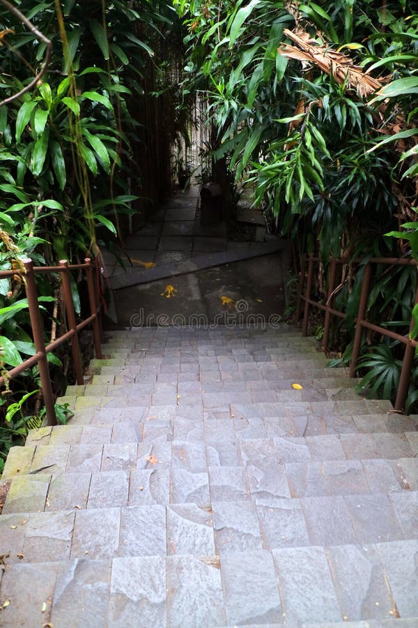 Stone Stairs Going Down To the Alley of Trees Stock Image - Image of ...