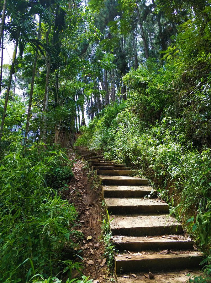 Stone Stairs in the Green Jungle Stock Image - Image of jungle, rail ...