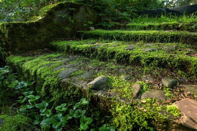 Stone Stairs Overgrown with Green Moss Outdoors Stock Image - Image of ...