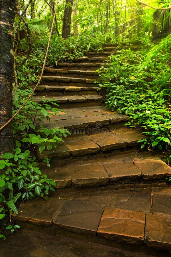 Stone Stairway To Deep Forest Stock Image - Image of plant, natural ...