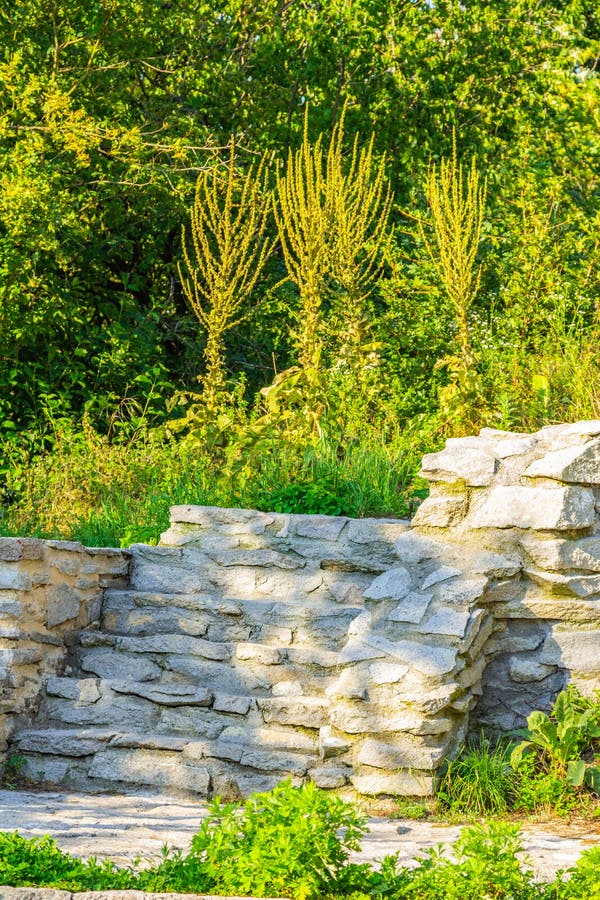 Stone Steps and Small Vegetation Stock Image - Image of corner, steps ...