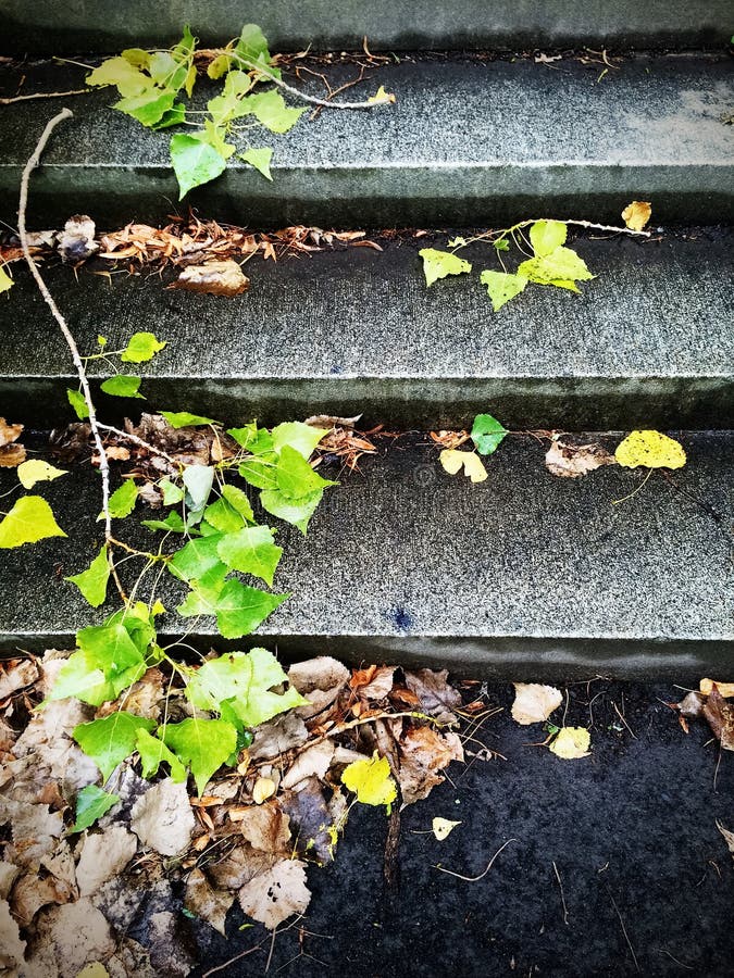 Stone Steps and Autumn Leaves Stock Photo - Image of season, outdoor ...