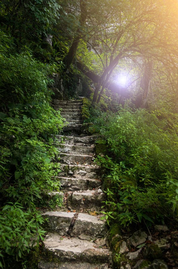 Old steps in forest stock photo. Image of sunshine, leafage - 22130764