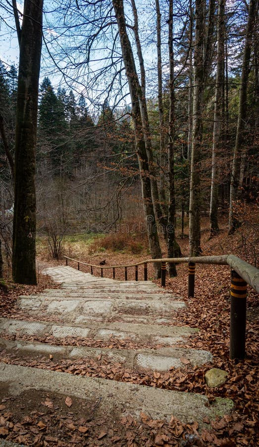 Stone Steps Descending through a Forest with Trees and Fallen Leaves ...