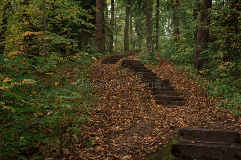 Stone steps in forest stock image. Image of trail, scene - 127705913