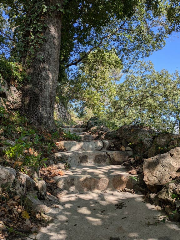 Stone Steps in a Forest with Dappled Sunlight. Stock Photo - Image of ...