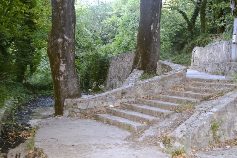 Stone steps in the forest stock photo. Image of germination - 50613066