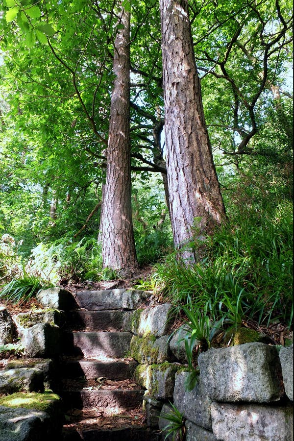 Stone Steps in Green Forest Surrounded by Dense Ferns Grass and Trees ...