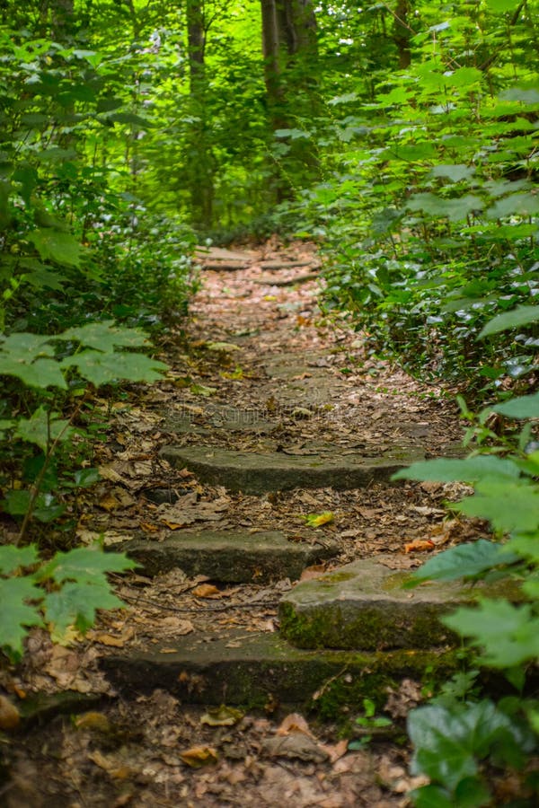 Stone Steps Leading Down a Sun Lit Forest Path Stock Photo - Image of ...