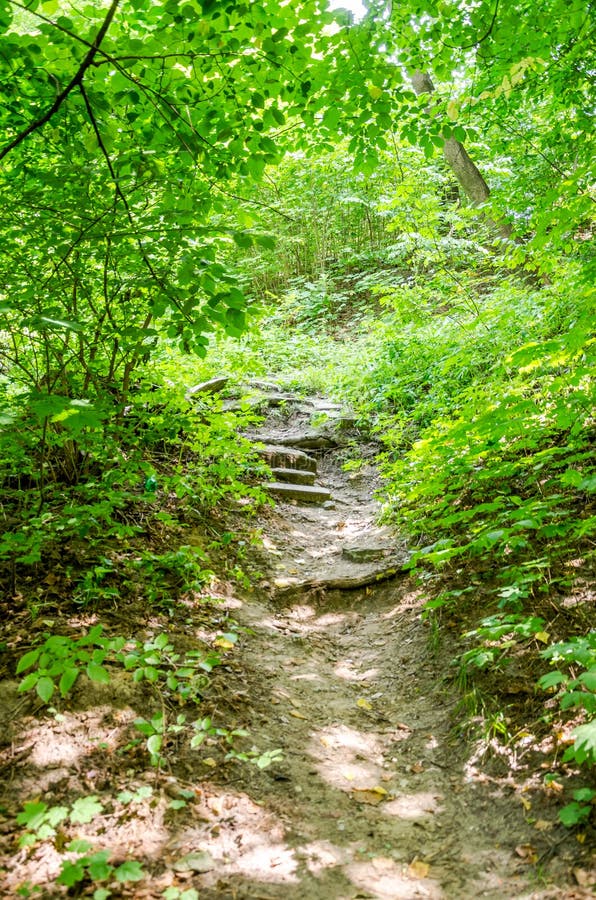 Stone Steps Leading To the Trees in the Park on Trees in Lviv Stock ...