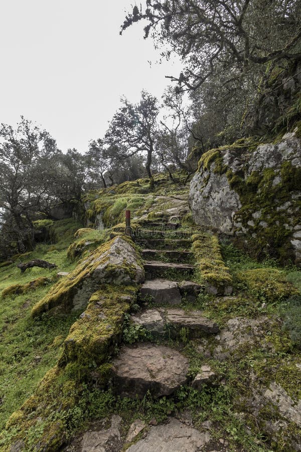 Stone Steps Leading Up through Mossy Rocks and Trees Stock Photo ...