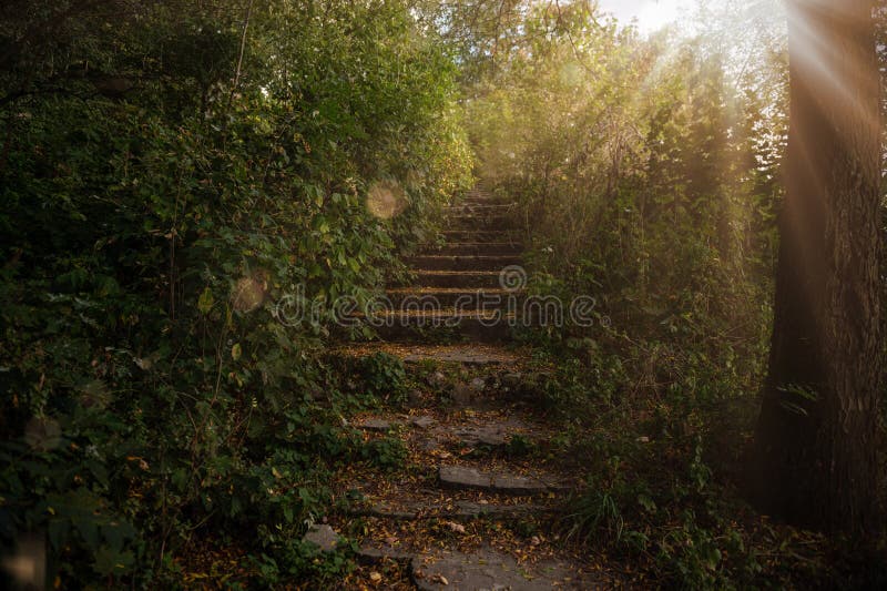 Tropical Sunset Path Stone Pathway Lush Jungle Stock Photos - Free ...