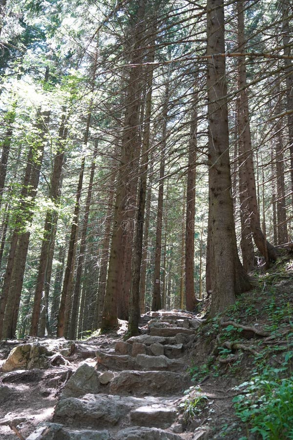 Stone steps stock photo. Image of vacation, steps, wood - 251597952