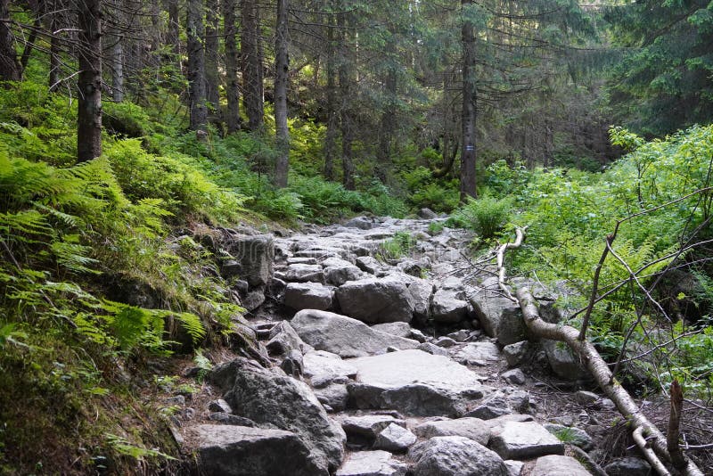 Stone steps stock image. Image of trees, spring, steps - 251611959