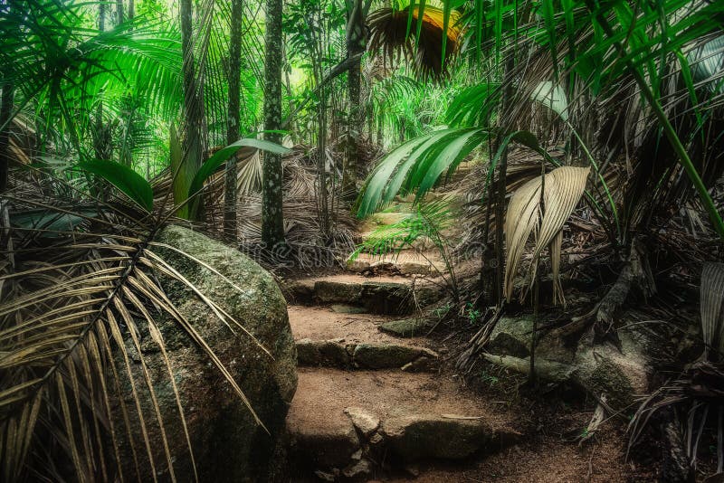 Stone Steps in a Tropical Jungle Stock Photo - Image of path, beautiful ...