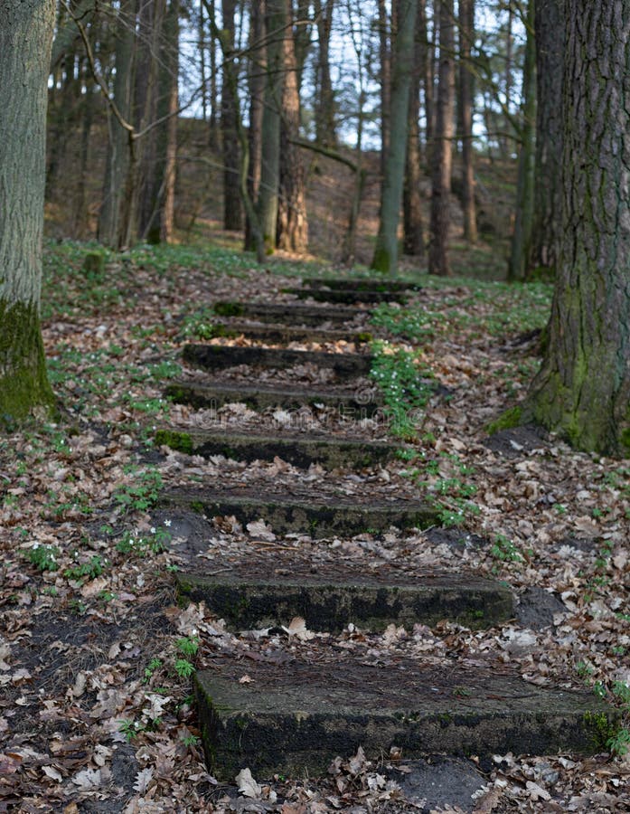 Stone Steps in the Woods Forest Stock Photo - Image of pathway, foliage ...