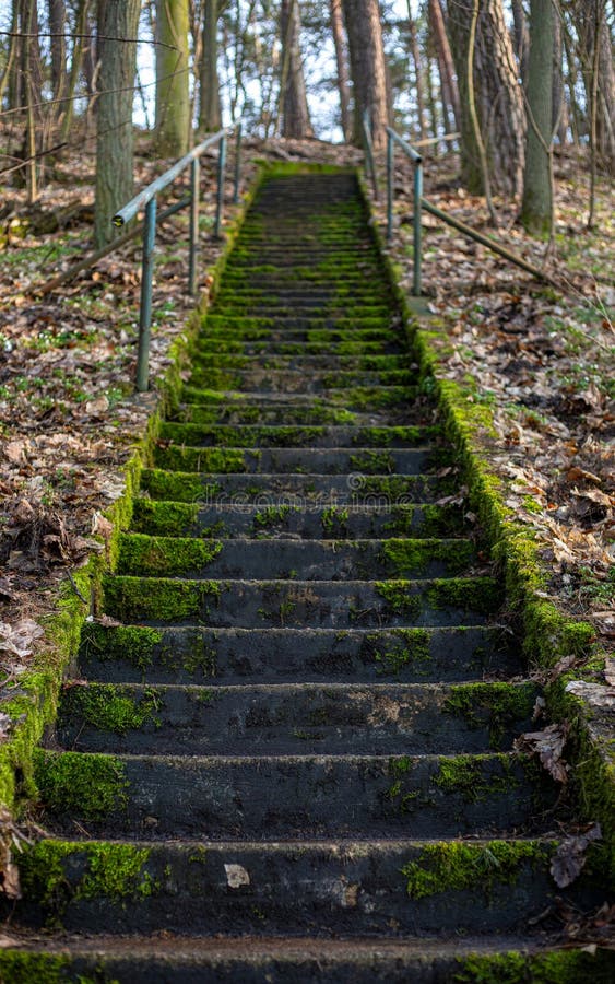 Stone Steps in the Woods Forest Stock Photo - Image of gradual, green ...