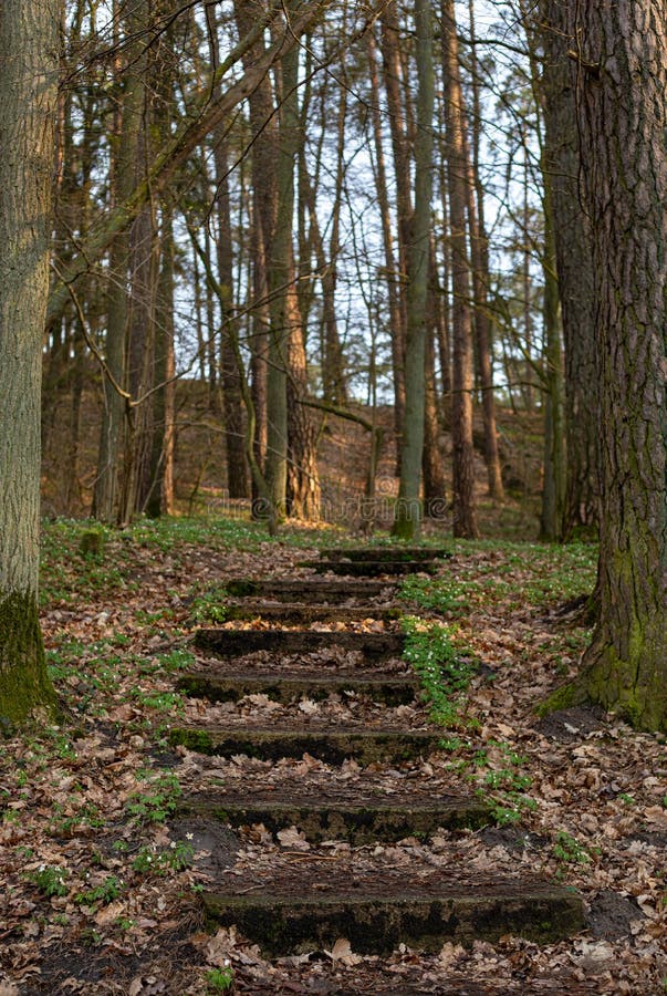 Stone Steps in the Woods Forest Stock Image - Image of beautiful ...