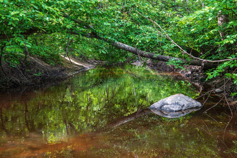 A Stone in a Stream and a Green Tree Branch Over Stock Image - Image of ...