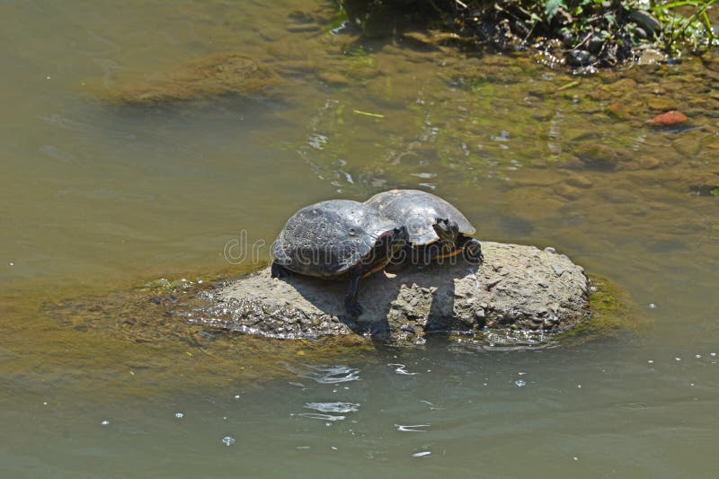 Red Eared Sliders stock photo. Image of japan, amphibian - 95825154