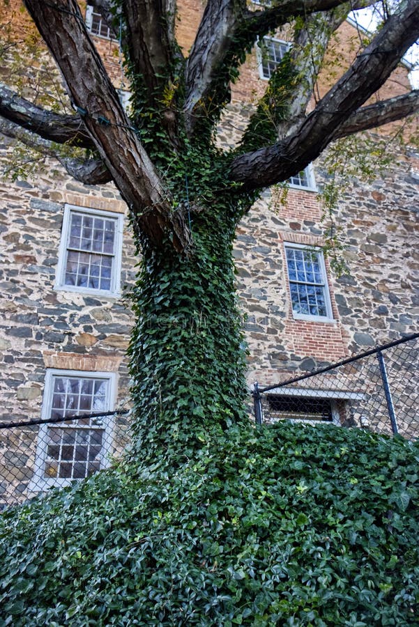 Stone Structure Behind the Tree Trunk Covered with Leaves, Laurel, MD ...