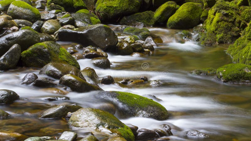 Mossy water stock photo. Image of brook, environment - 122060898