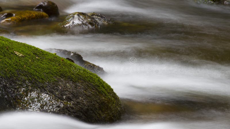 Mossy water stock photo. Image of natural, green, fresh - 122060962