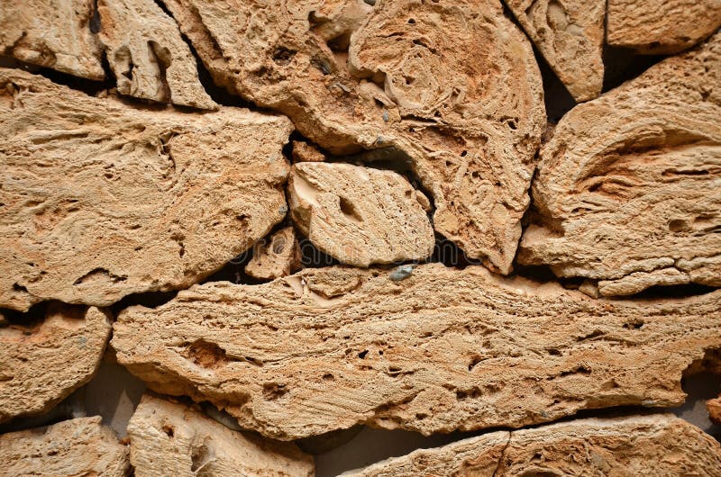 Sponge texture stock photo. Image of natural, color, isolated - 22097588