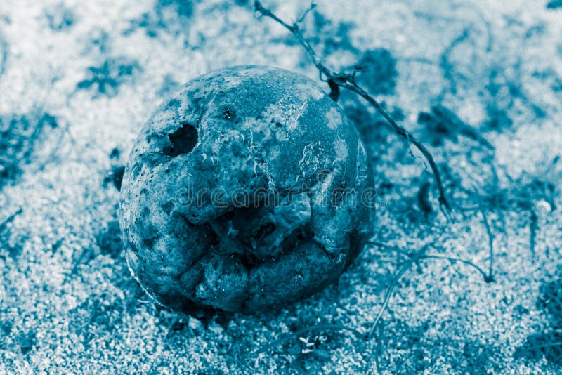 Rotten Watermelon on the Sand Stock Photo - Image of grunge, hard ...