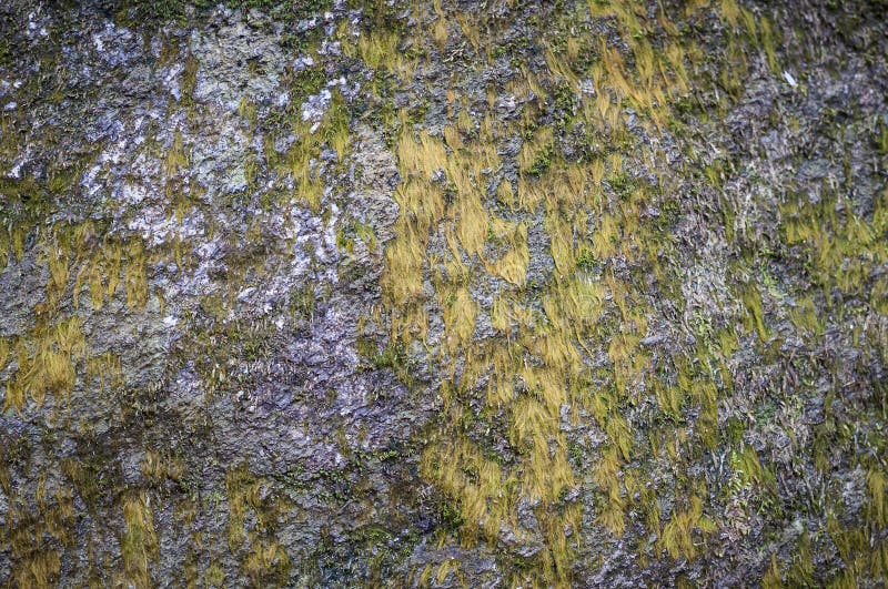 Stone texture with moss stock image. Image of decorative - 29957861