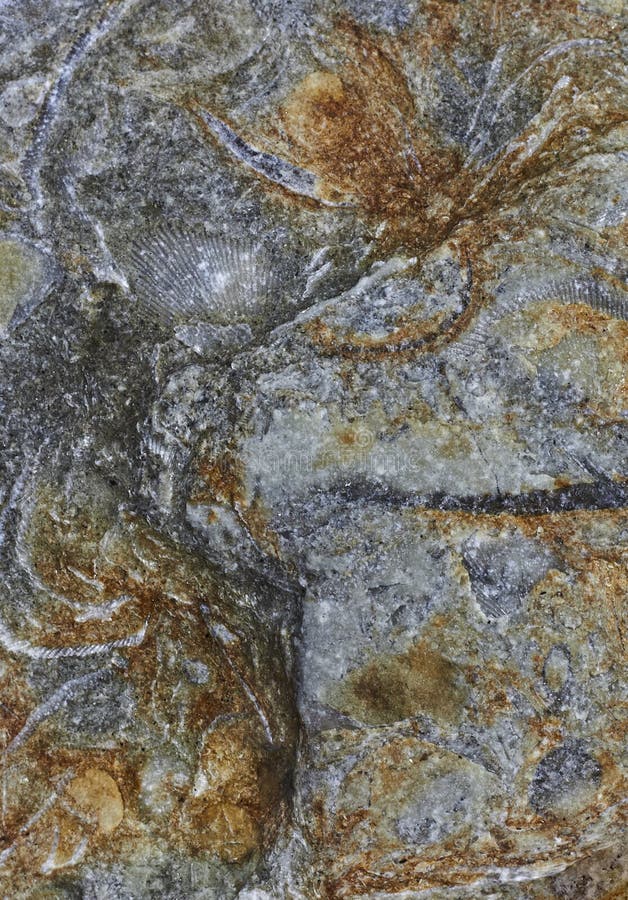 Stone Texture Interspersed with Fossils. Intricate Texture Stock Image ...