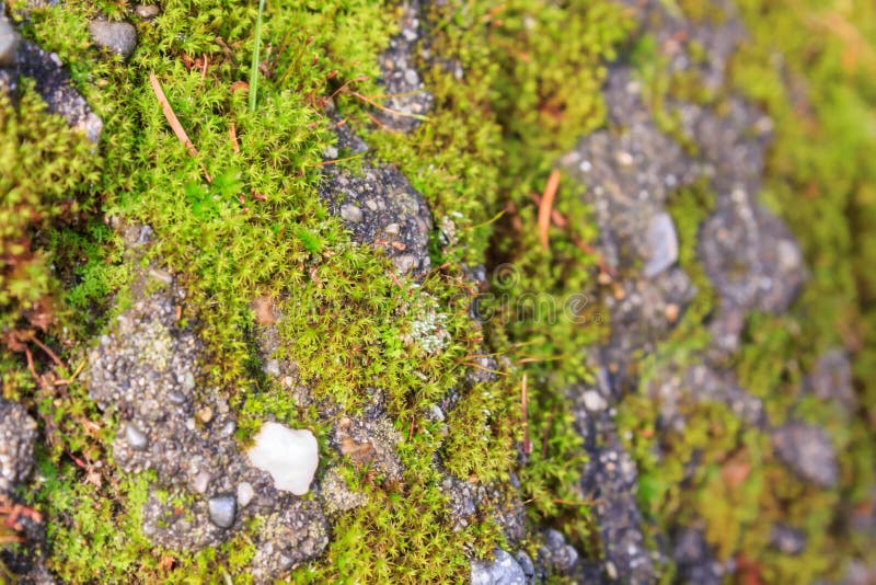 Stone texture with moss stock photo. Image of green - 111737766