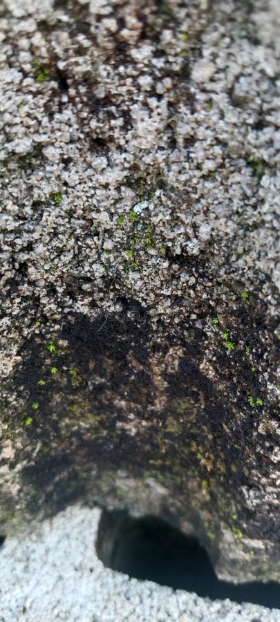 Stone Texture Overgrown with Small Plants Stock Image - Image of small ...